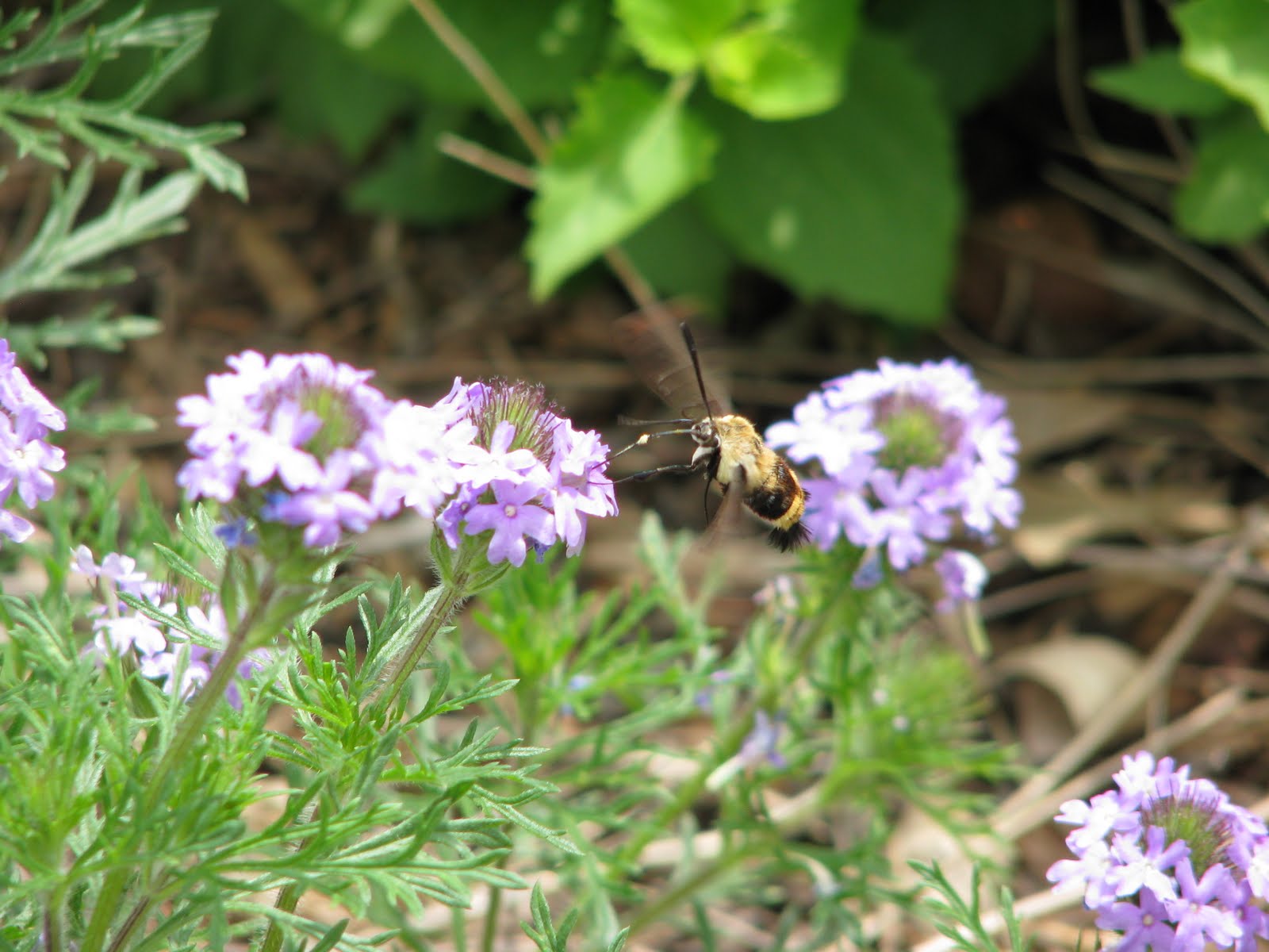 Plano Prairie Garden: Spring Flowers on the Prairie