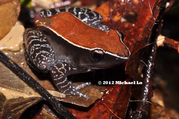 The rainforests of Borneo & Southeast Asia: Frogs of Gunung Serapi in ...