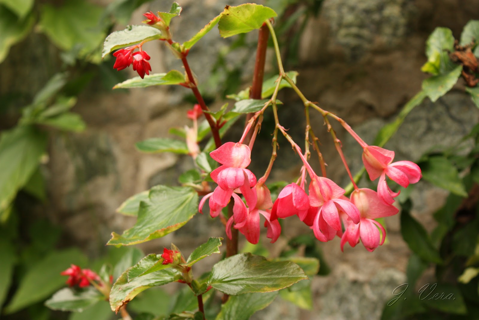 Un jardín en Málaga: Begonia foliosa