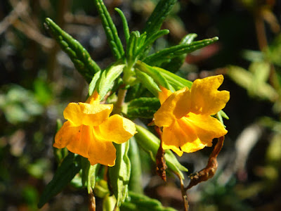 Trailing Ahead: Sticky monkeyflower growing in the shrubland of Rancho ...