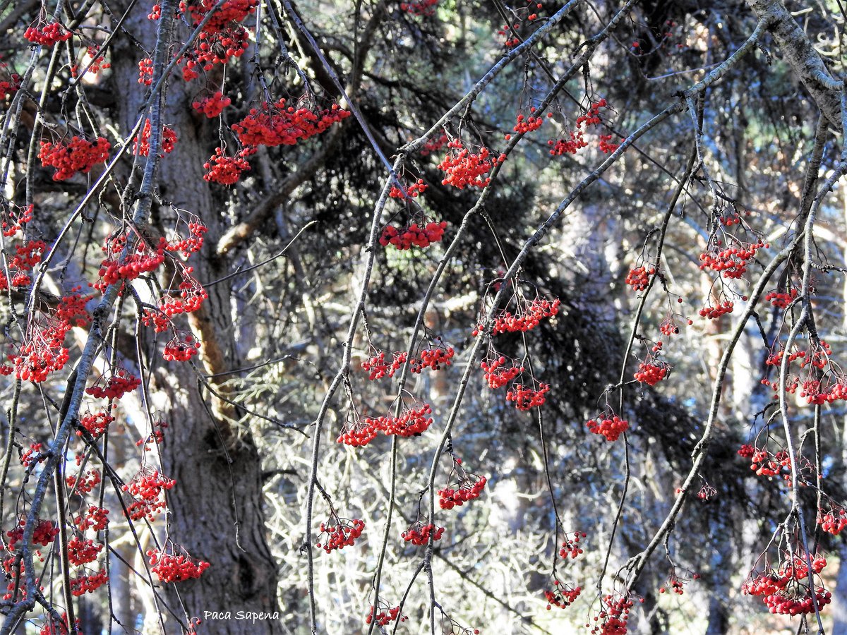 La Rioja de la A a la Z: EL SERBAL - Sorbus Aucuparia