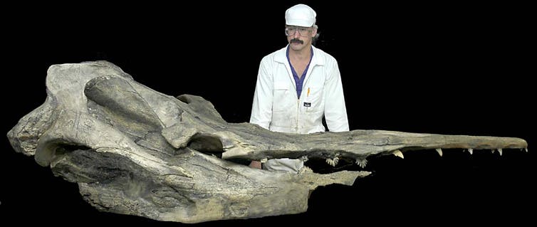The Coastal Paleontologist: 2018 in review: advances in marine mammal ...