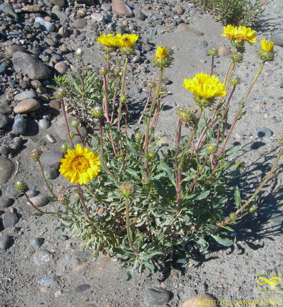 Argentina nativa: Botón de oro (Grindelia chiloensis)