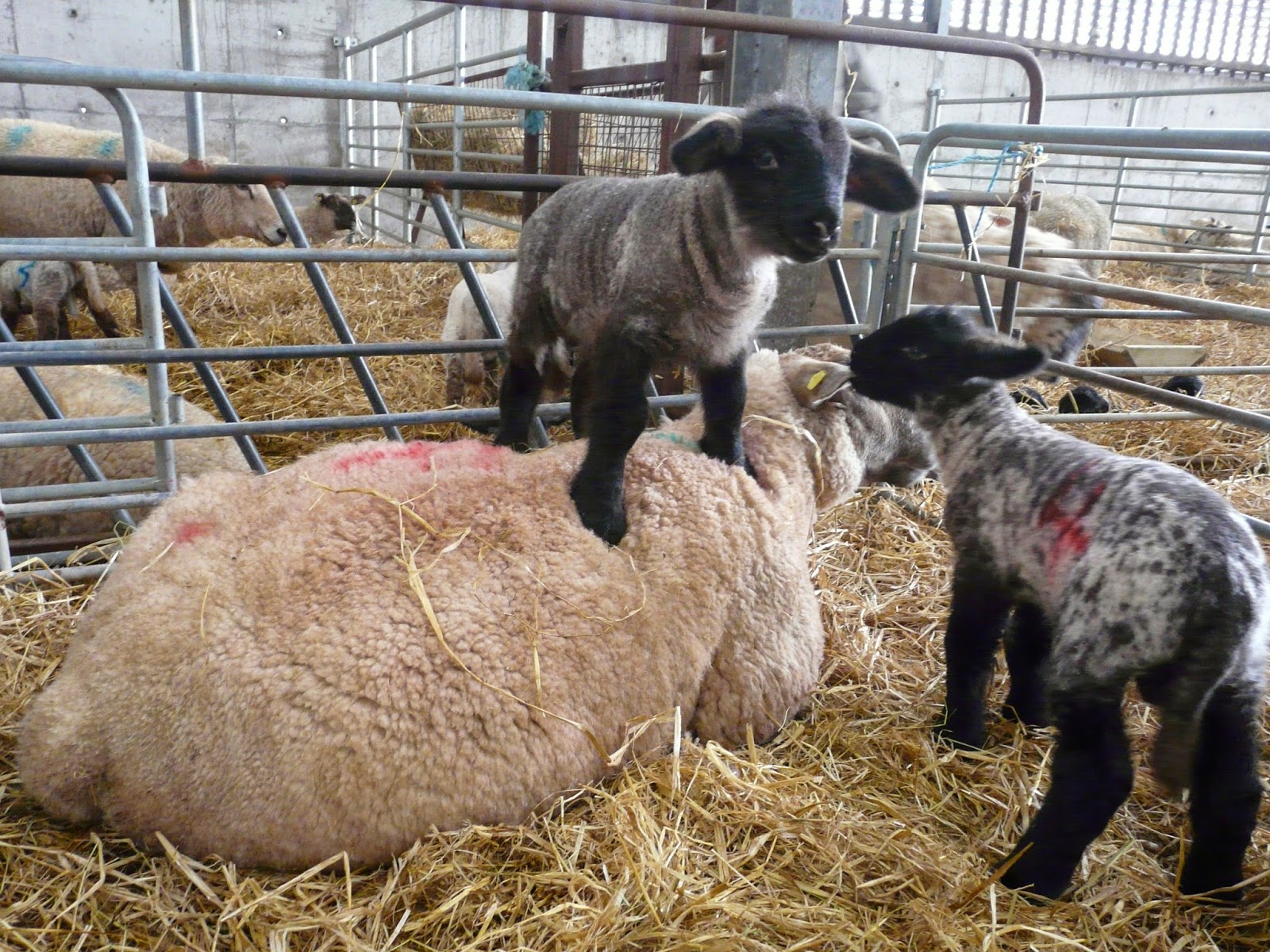 First Day Of A Lambs Life