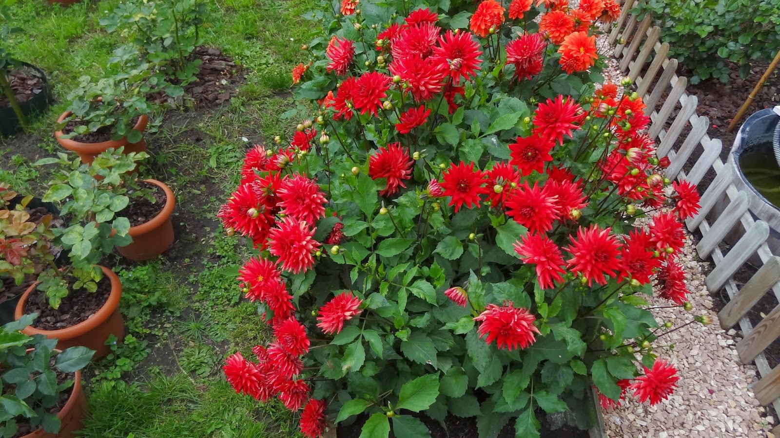 Dahlia flowers: Dahlia catalog-O-S