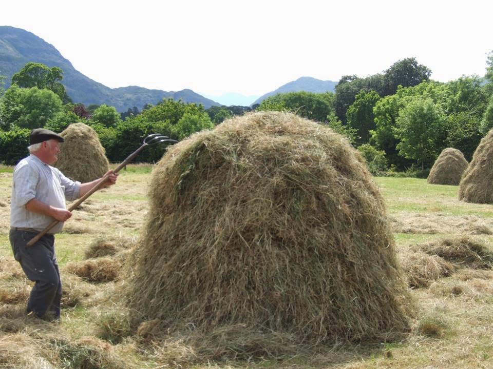 Listowel Connection: Saving the hay, salmon fishing and an end of year ...