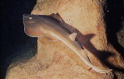 Biologia acuática.: La batoidea