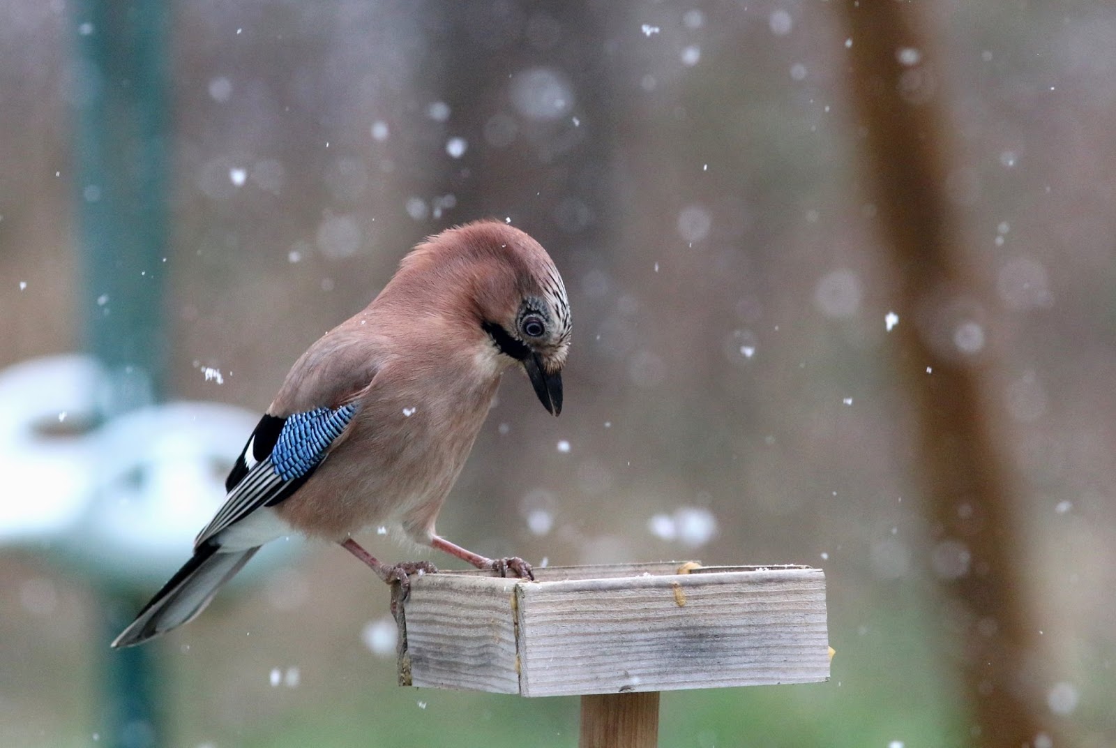MYSLIVOST: Sojka obecná, Ptáci, Myslivecké písničky, Krmítko, Lovu zdar ...