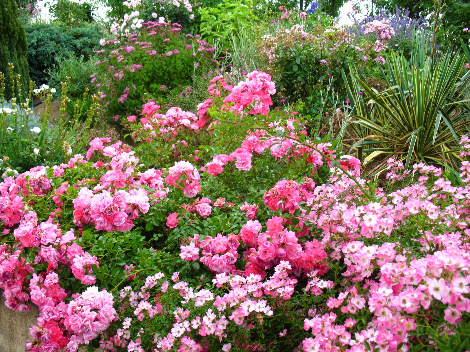 Roses du jardin Chêneland: Un rosier couvre-sol généreux...