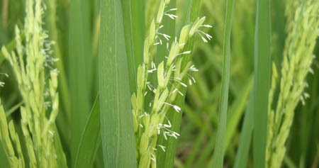 Cara Mengawinkan Tanaman Padi ~ TLOGO TANI