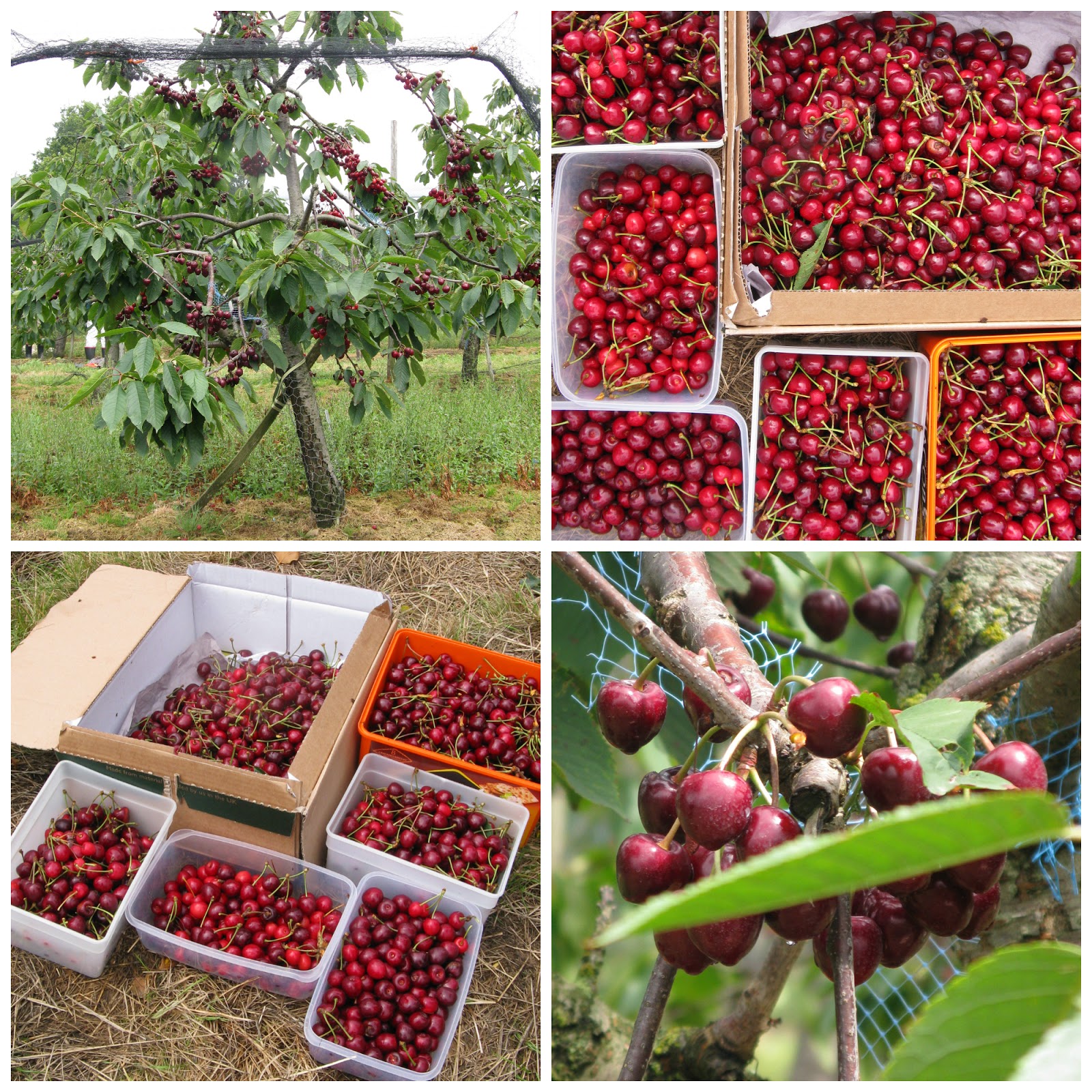 The Laughing Owls: Cherry Picking