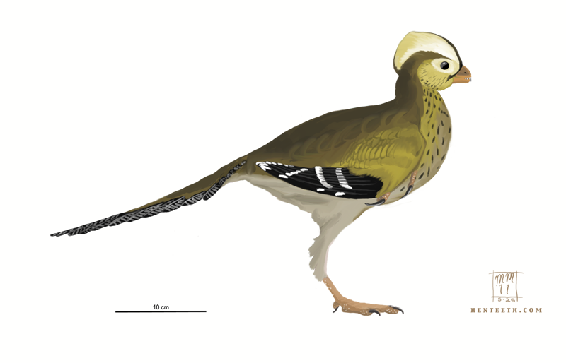 DinoGoss: The Ashdown Maniraptoran