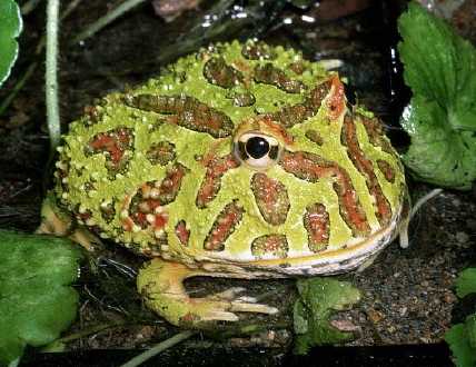 Jendela Hewan: Merawat Pacman Frog, Si Katak Bertanduk