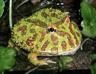 Jendela Hewan: Merawat Pacman Frog, Si Katak Bertanduk