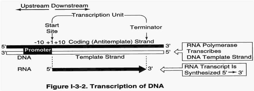 MBBS Medicine (Humanity First): TRANSCRIPTION & RNA PROCESSING