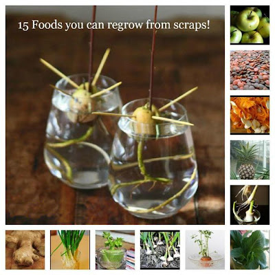 Fresh From Paul's Kitchen: Regrowing Vegetables!