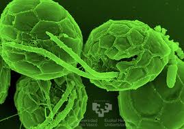 2A - FOTOS REALES DE CÉLULAS EUCARIOTAS ~ ROCKING BIOLOGY