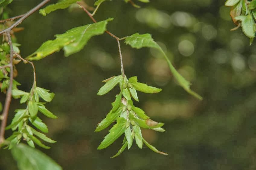 Field Biology in Southeastern Ohio: Birch Family