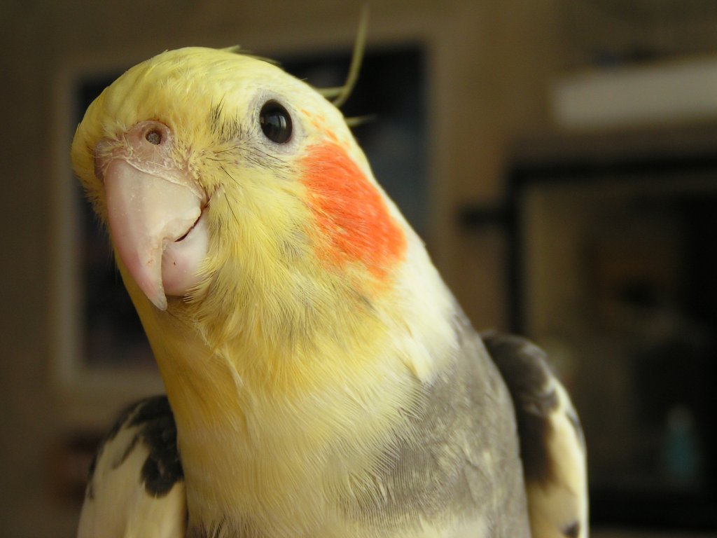 Korela chocholatá: Úvod