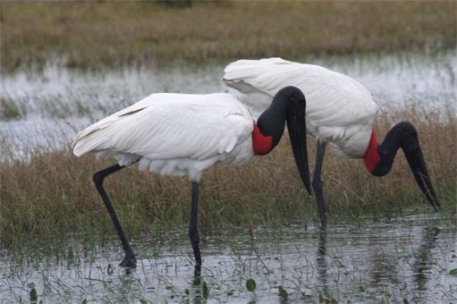VIVENCIAS LLANERAS DEL ABUELO: Los Gabanes del Llano