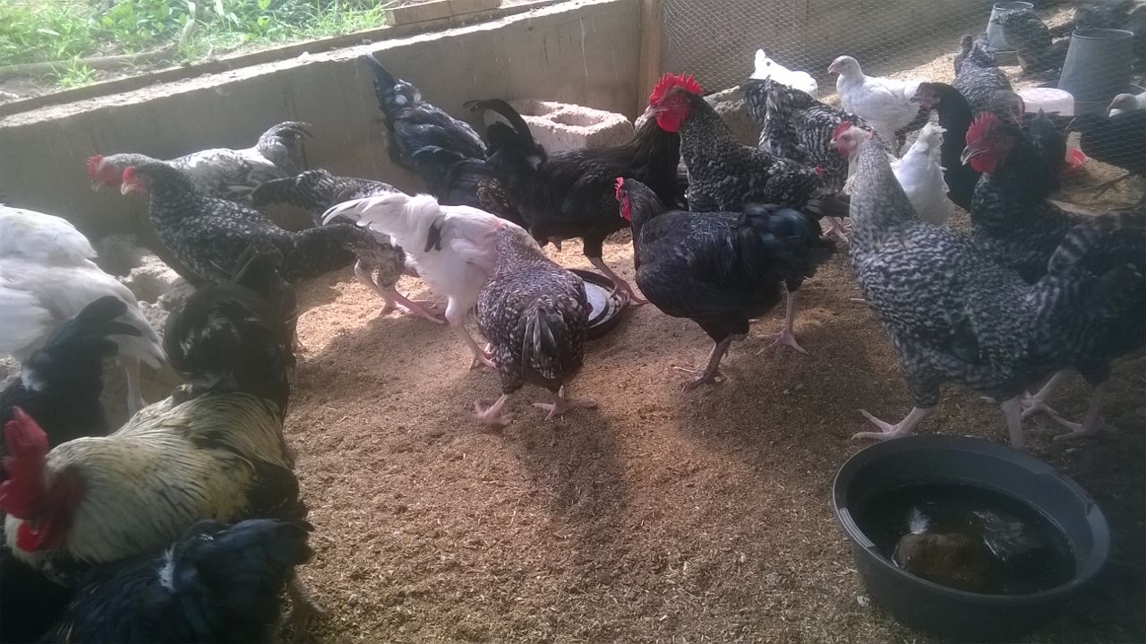 How I made Sh90,000 per week from my indigenous chicken - Kakamega ...