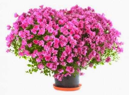 Pink Guldasta Flowers | Fantastic Materials