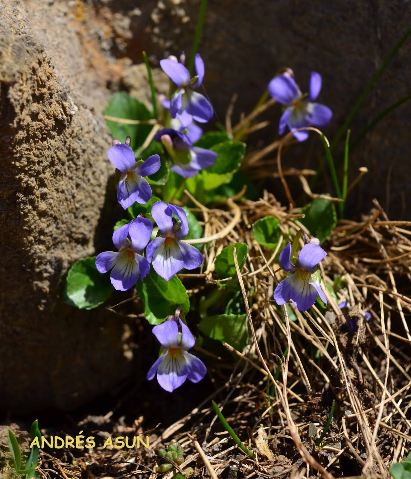 Flores silvestres de la Cordillera Cantábrica: VIOLACEAS - Violaceae