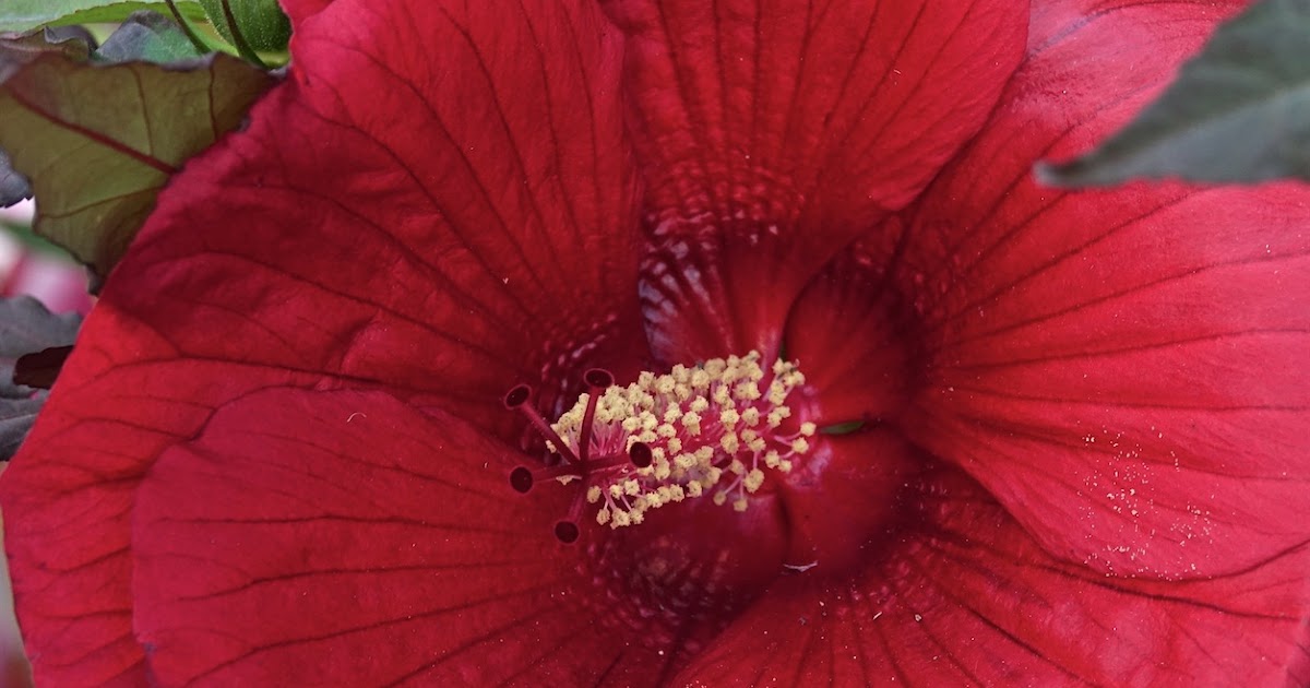 elf2mani: les curiosités en ROUGE