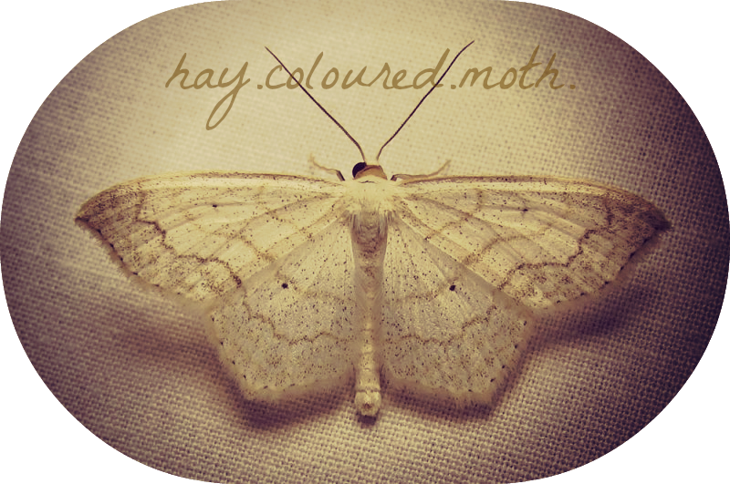 hay coloured moth: The Death of the Moth