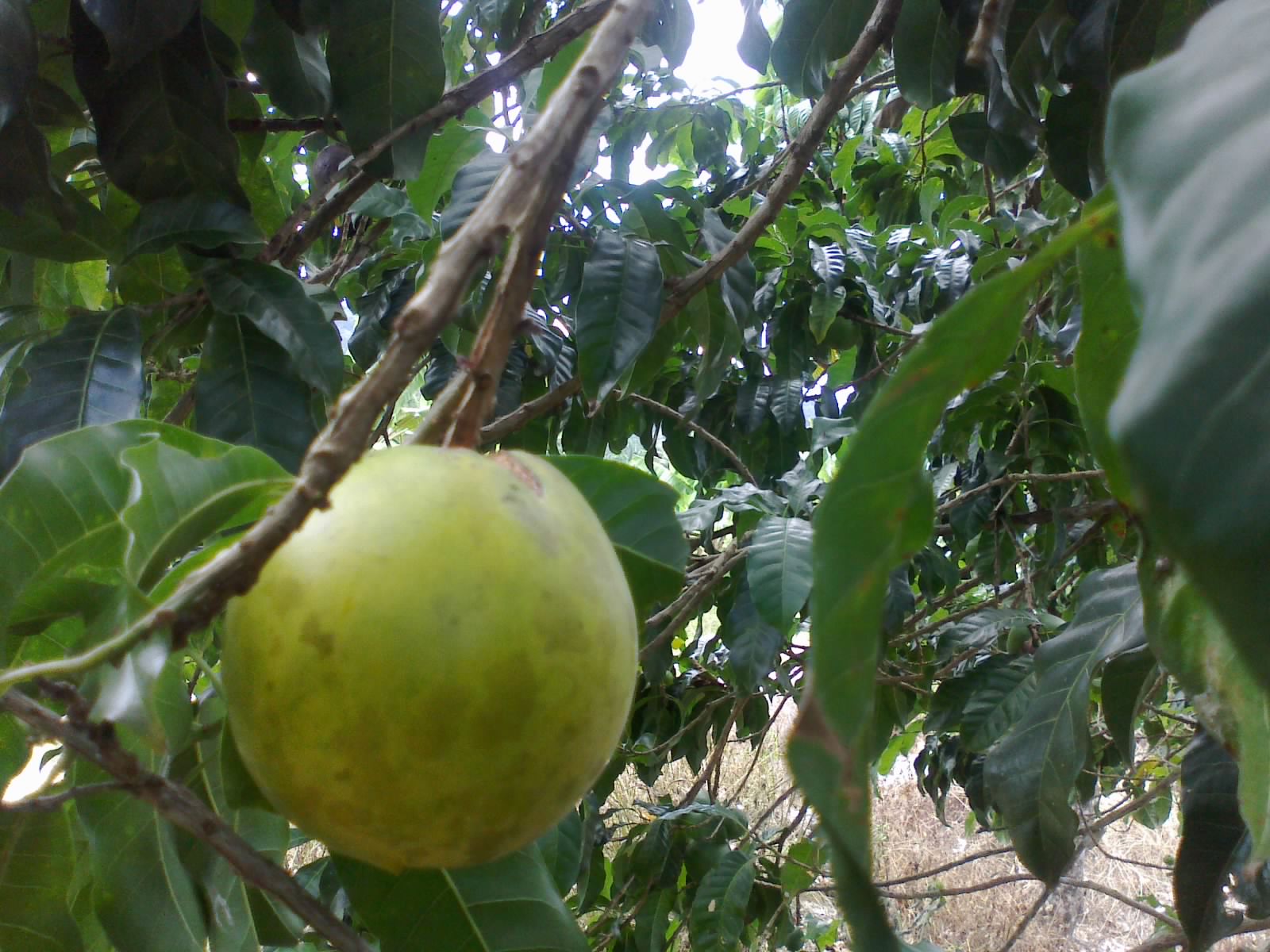 Buah Abiol... dari Amazon... anda pernah dengar