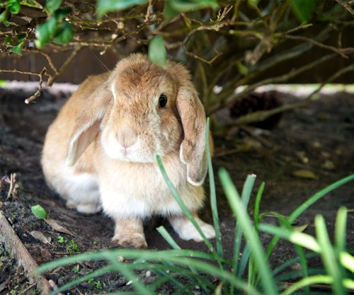 Four legged friends (and enemies): Rabbits brighten Longview seniors ...