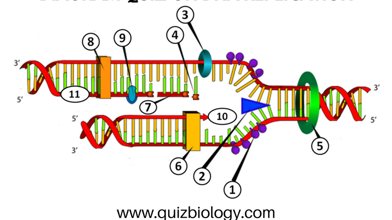 Unlabeled Enzyme Graph