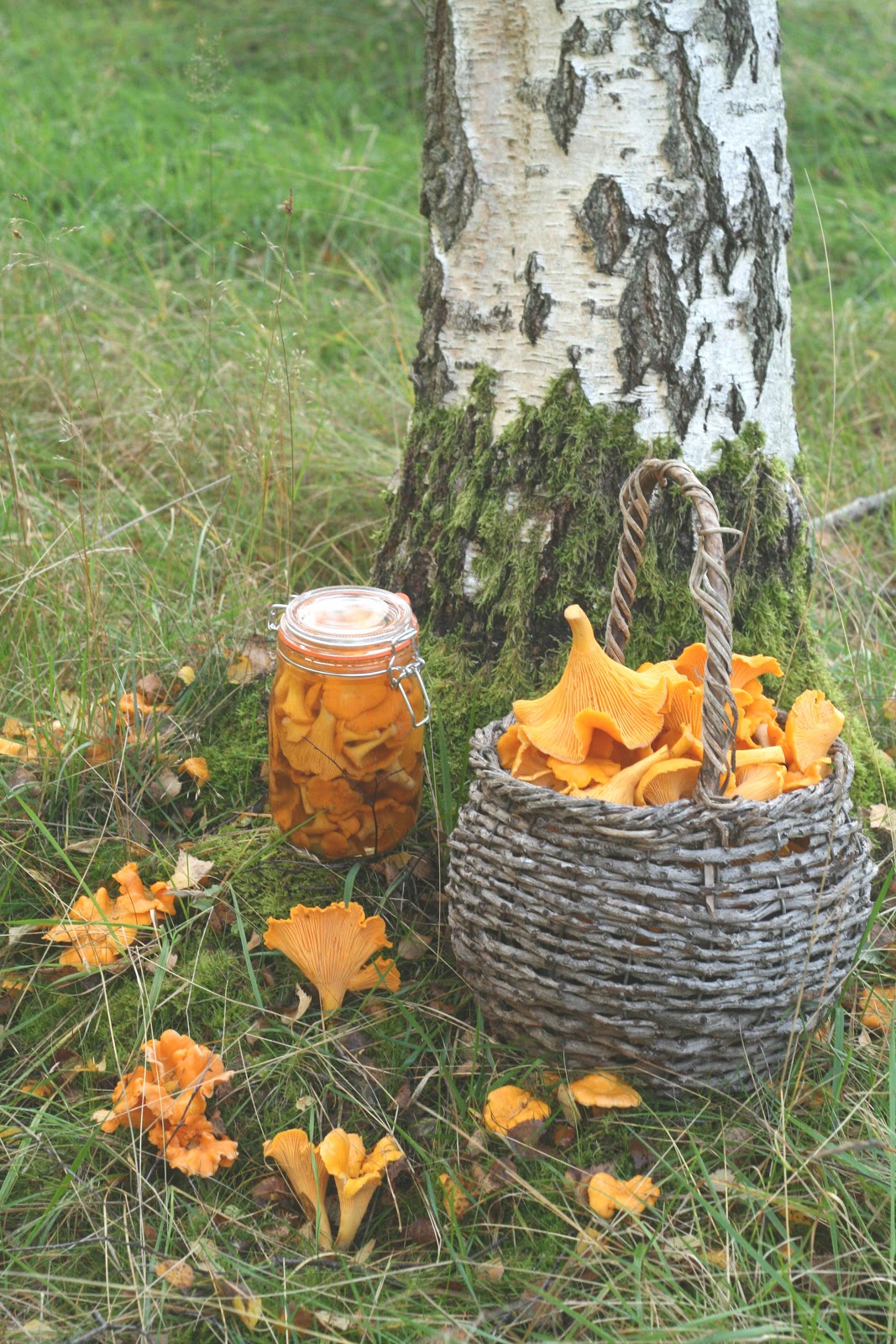 fergus the forager: Tapping Birch: Collecting birch sap for mineral ...