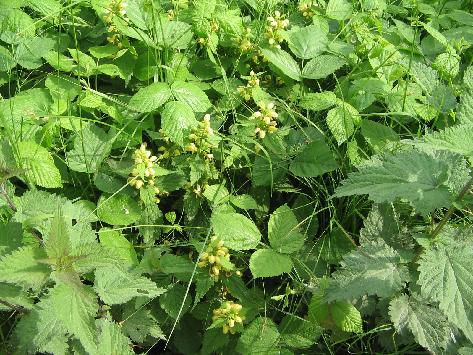 FLORA NEL SALENTO e.. anche altrove: Lamium galeobdolon L.subsp ...