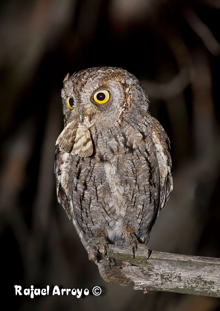 NATURALEZA EN LA COMARCA REQUENA-UTIEL. CAMPEANDO CON MI CAMARA ...