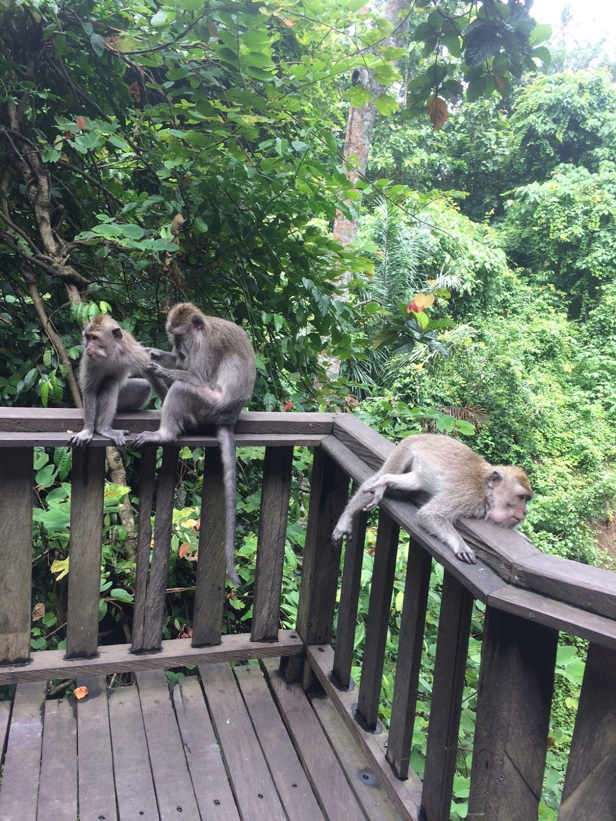 Suba Bali Tours: Ubud's Monkey Forest: Balinese Guide and Driver Services