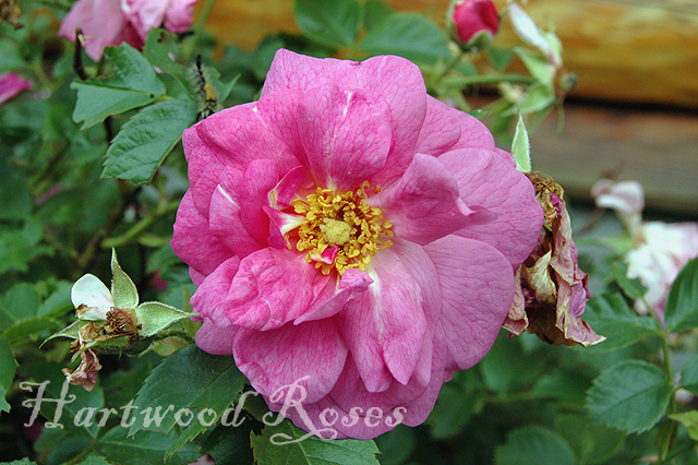 Hartwood Roses: Changes