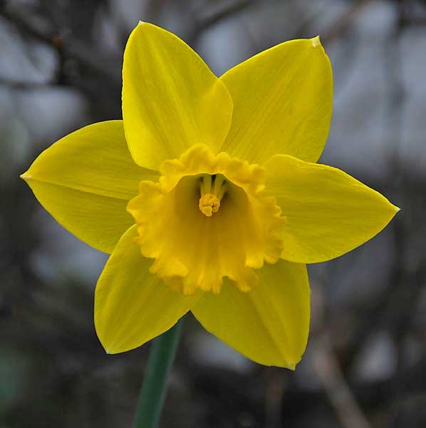Retired--Now What?: Touring Ireland--Daffodils