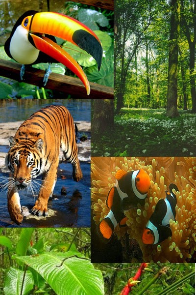 Natureza: Biodiversidade