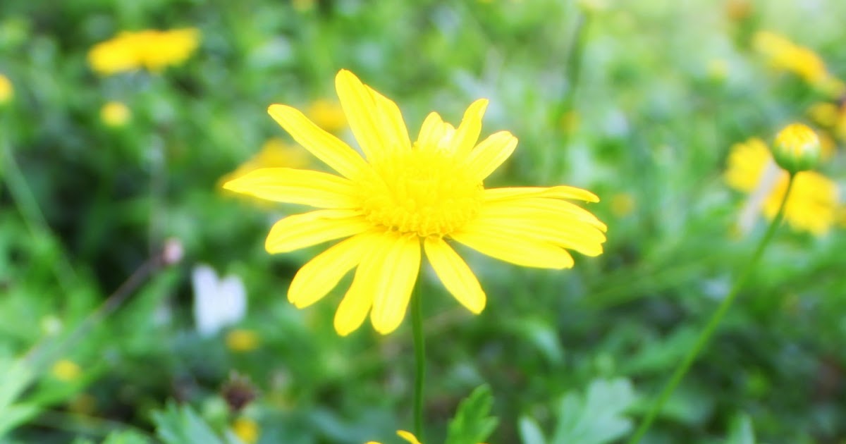 PL Fallin Photography: Daisy by Francis Thompson