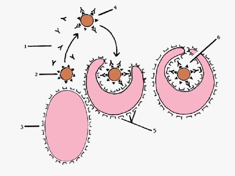 Autoimun: Pengertian Imunologi
