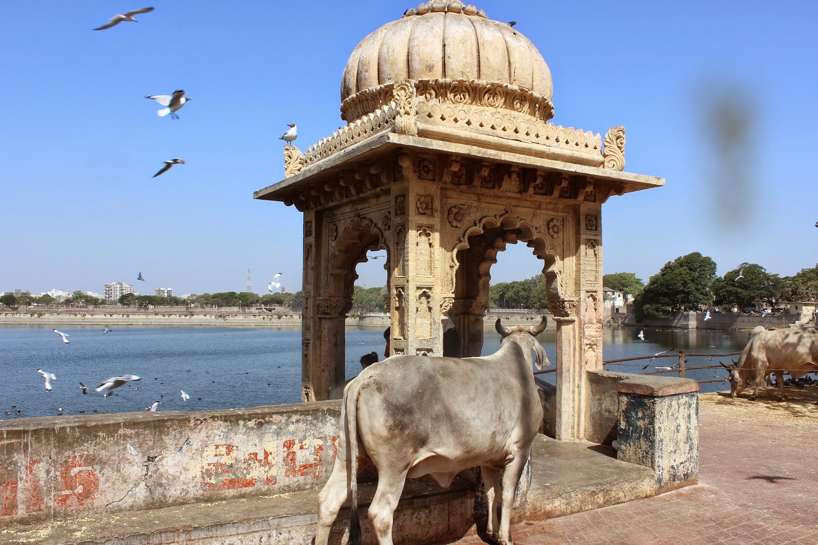 Venturing into Jamnagar