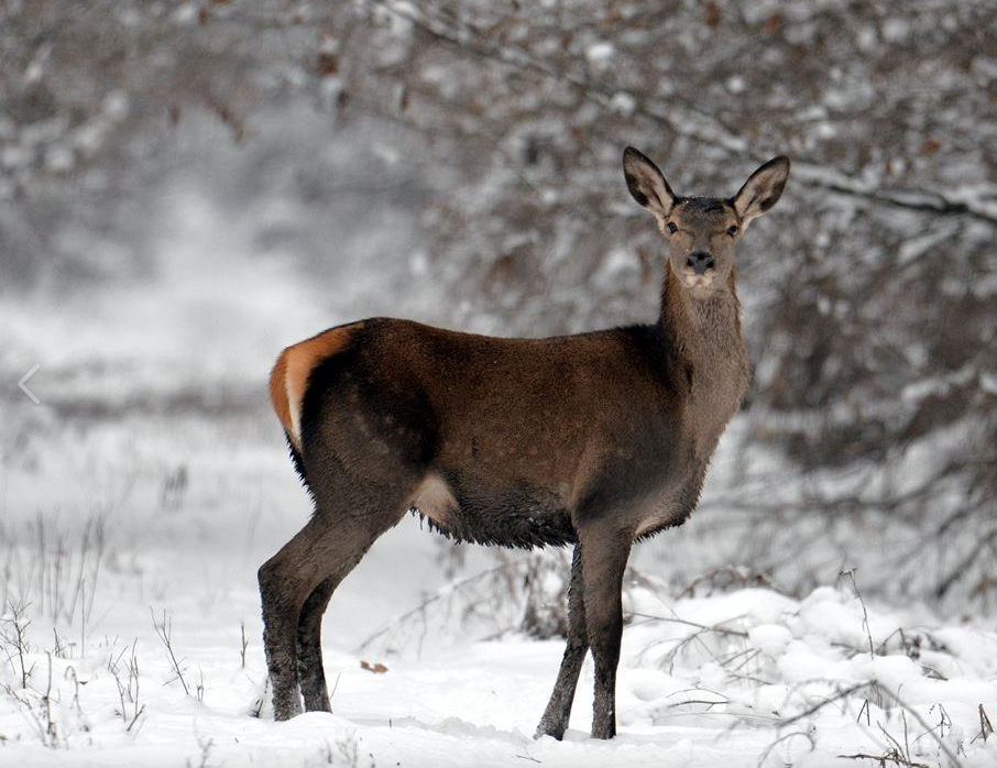 Photo: Scientists have discovered unique animals in Chernobyl zone