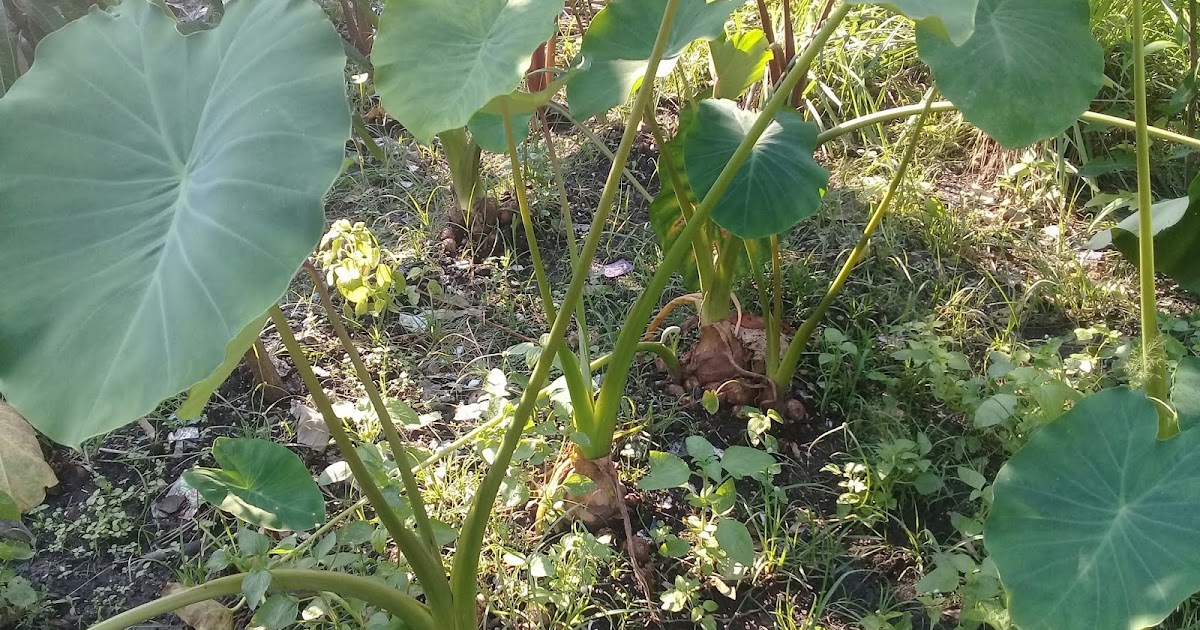 Melihat Budidaya Talas Jepang Satoimo di Lahan Lamongan pada Tahun 2019 ...