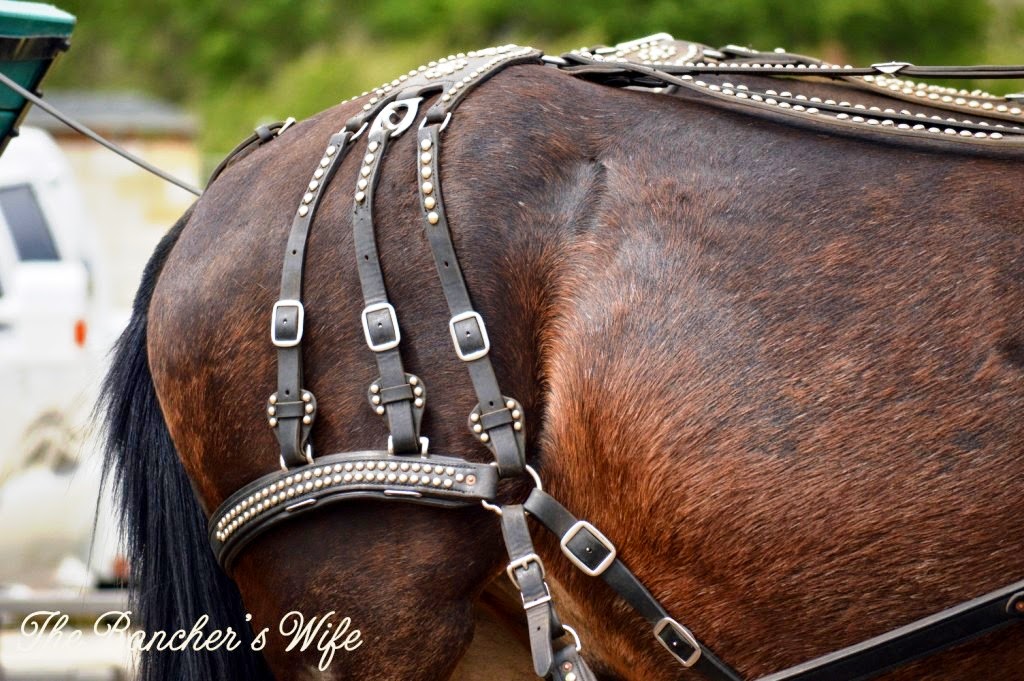 Montana Mule Days - The Idaho Rancher's Wife