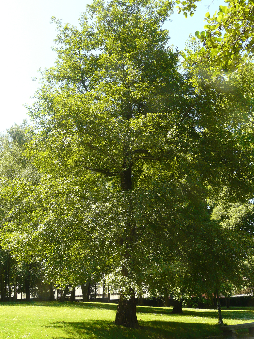 Á R B O L E S (T R E E S) y P A L M E R A S (P A L M S): Alnus ...