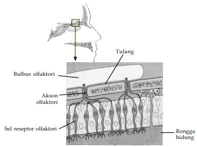 Sistem Regulasi - Pustaka Belajar