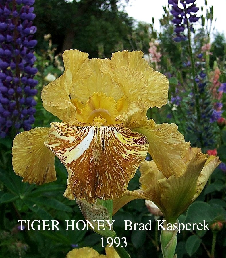 May 2012 ~ HERITAGE IRISES