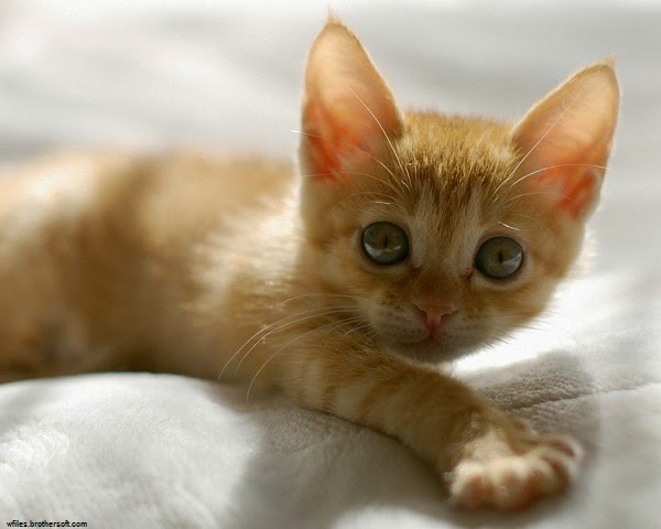 image de chat bebe - Image De