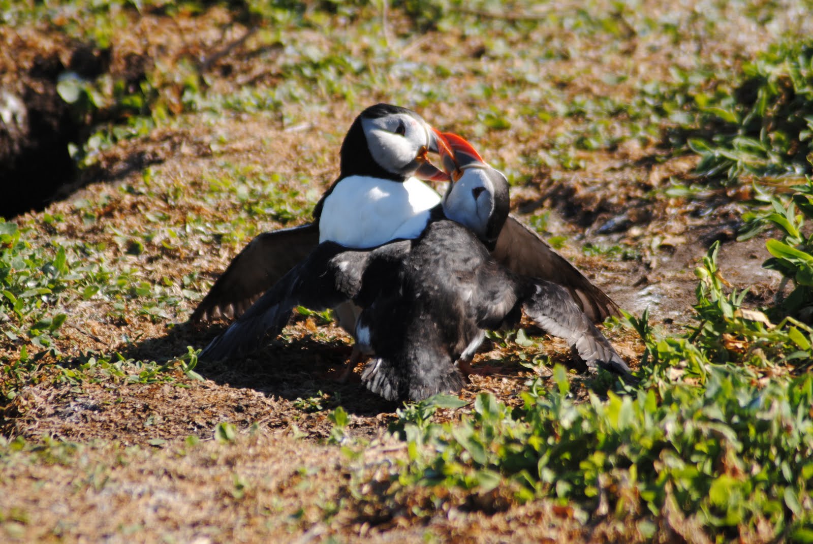 Puffin Fight - Serenity Farne Islands Boat Tours and Trips